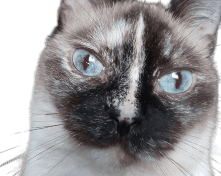 Grumpy Monkey's Soap – Homemade All Natural Soap