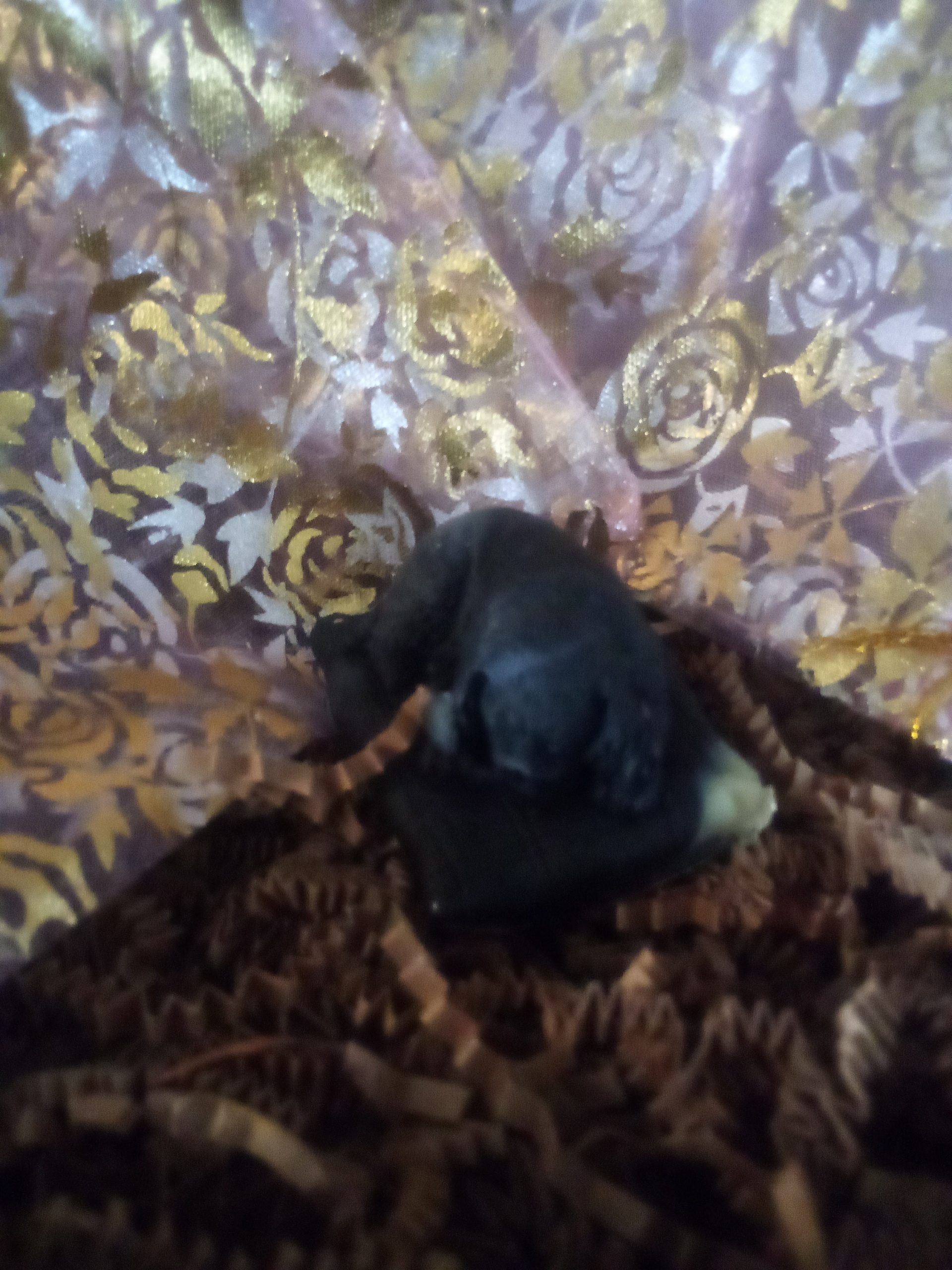 Home Made Goats Milk Soap. Activated Charcoal and Bentonite Clay ...